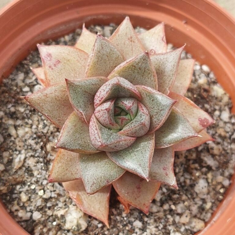 Suculentas y Cactus Groot – Despachos a todo Chile