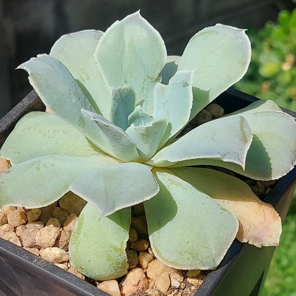 Suculentas y Cactus Groot – Despachos a todo Chile