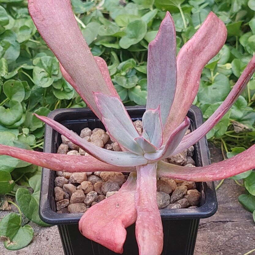 Tienda – Página 2 – Suculentas y Cactus Groot