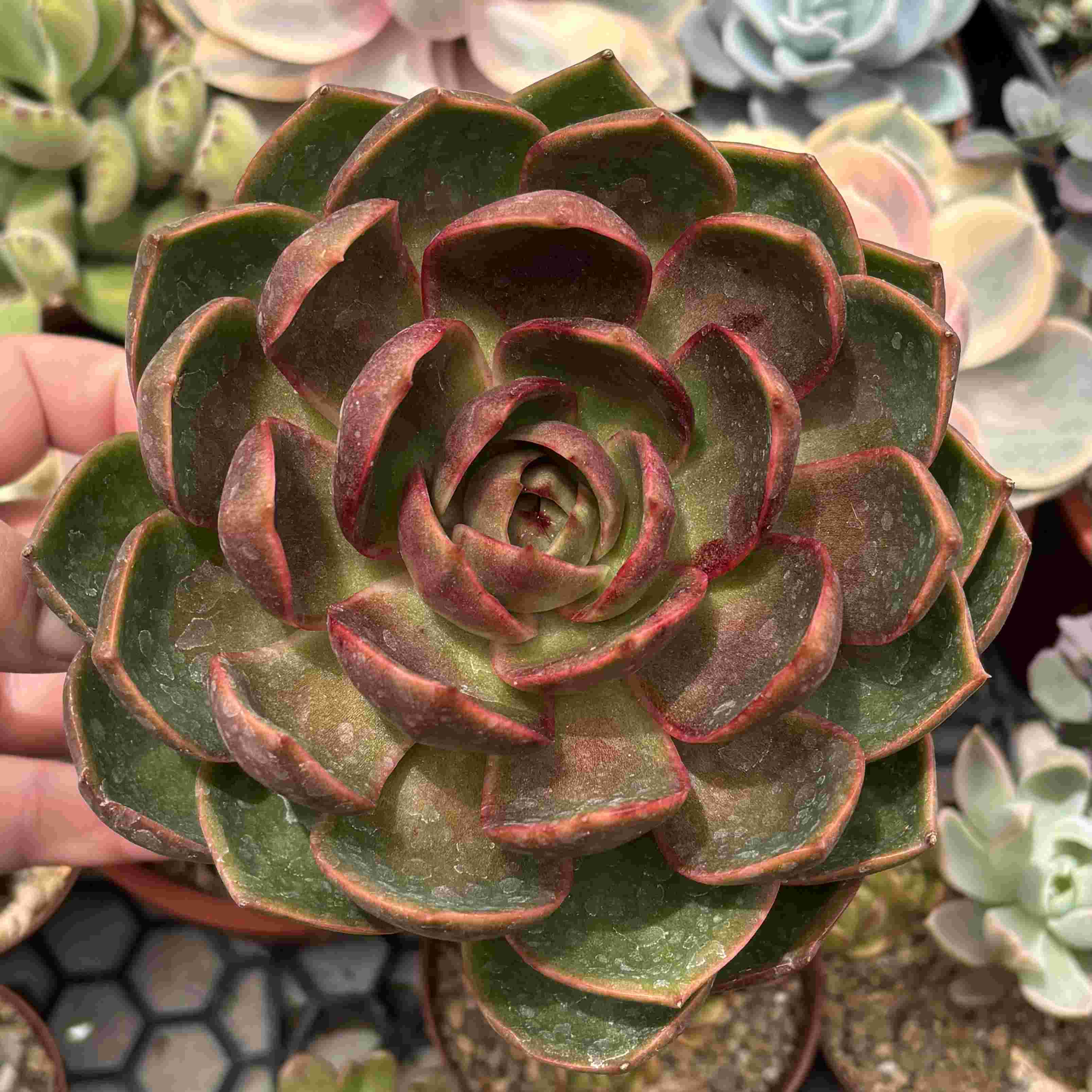 Echeveria Red Light (koreana) XXL – Cactus y Suculentas Boutique