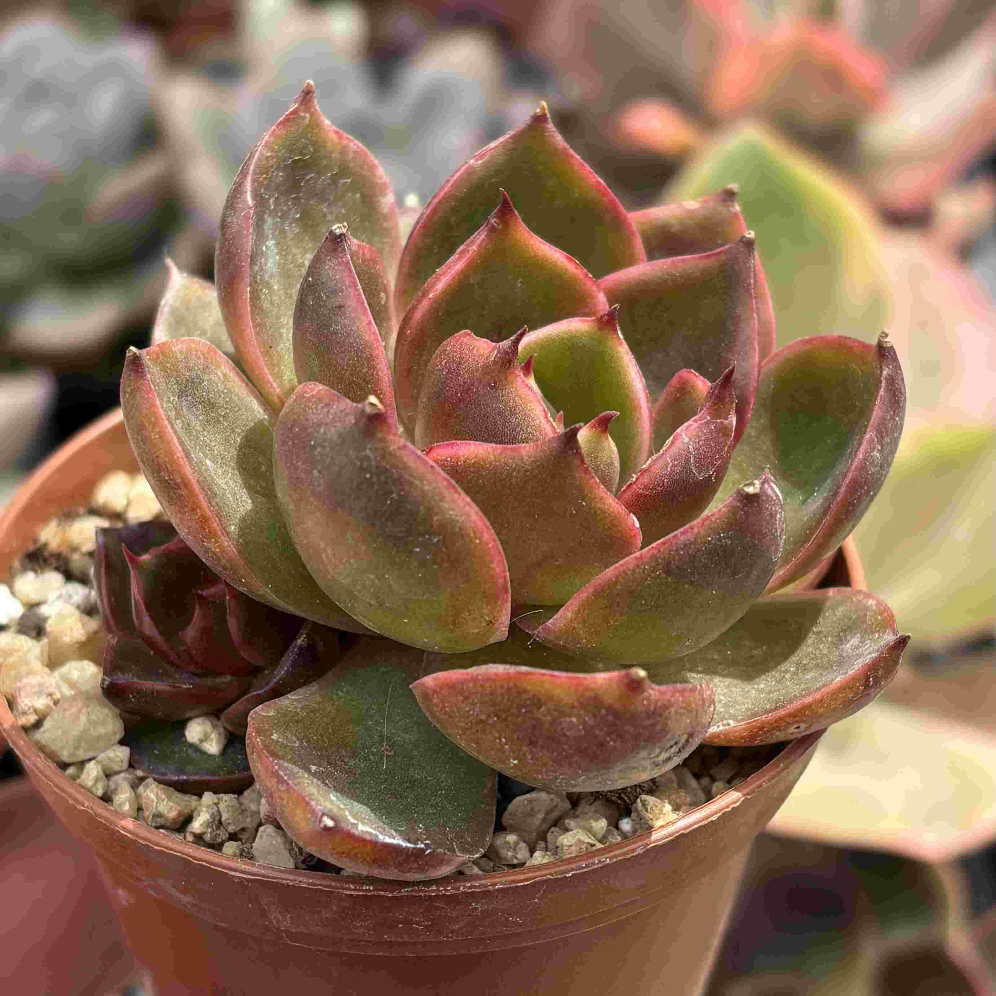 Echeveria Red Light (koreana, con hijto) – Cactus y Suculentas Boutique