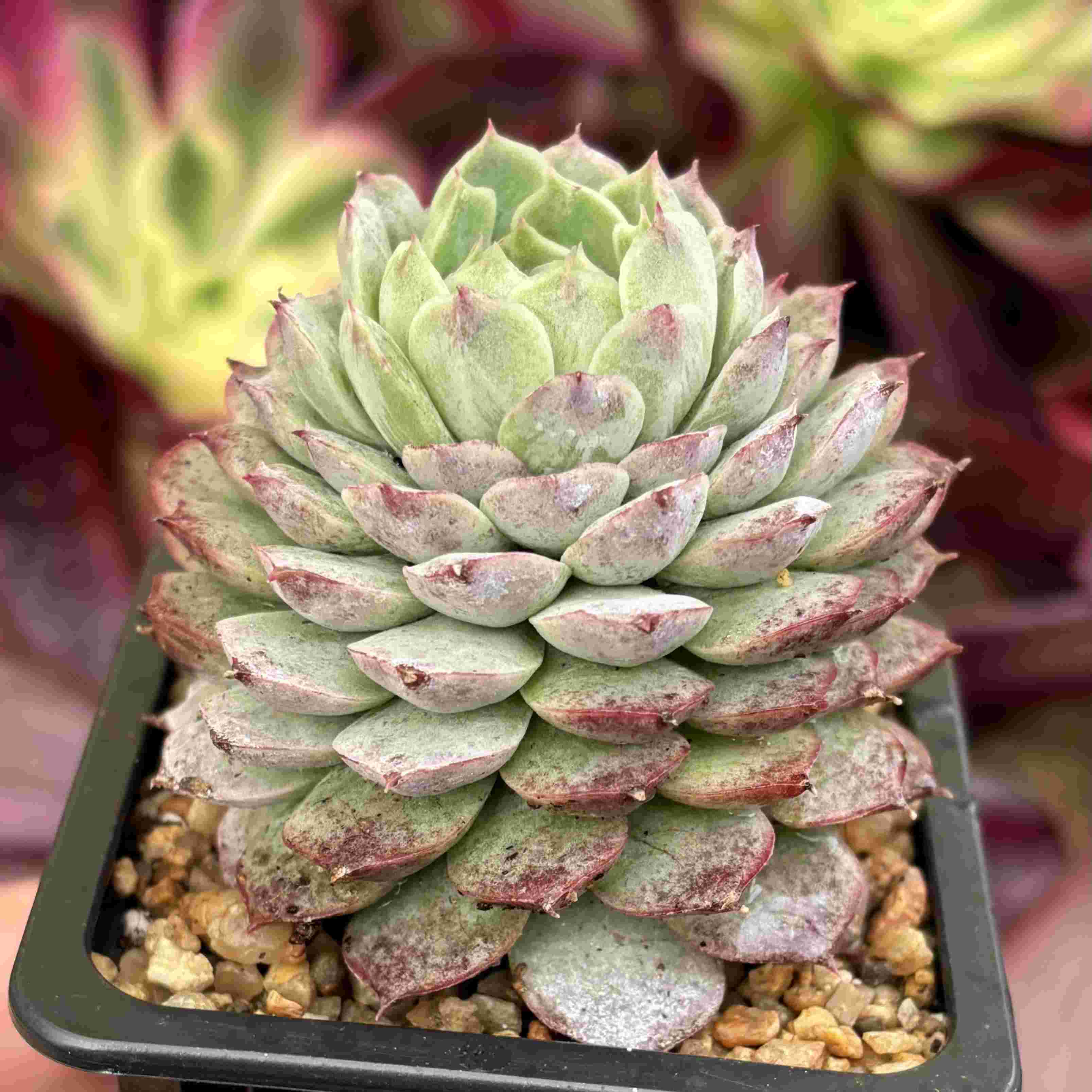 Echeveria Zusha – Cactus y Suculentas Boutique