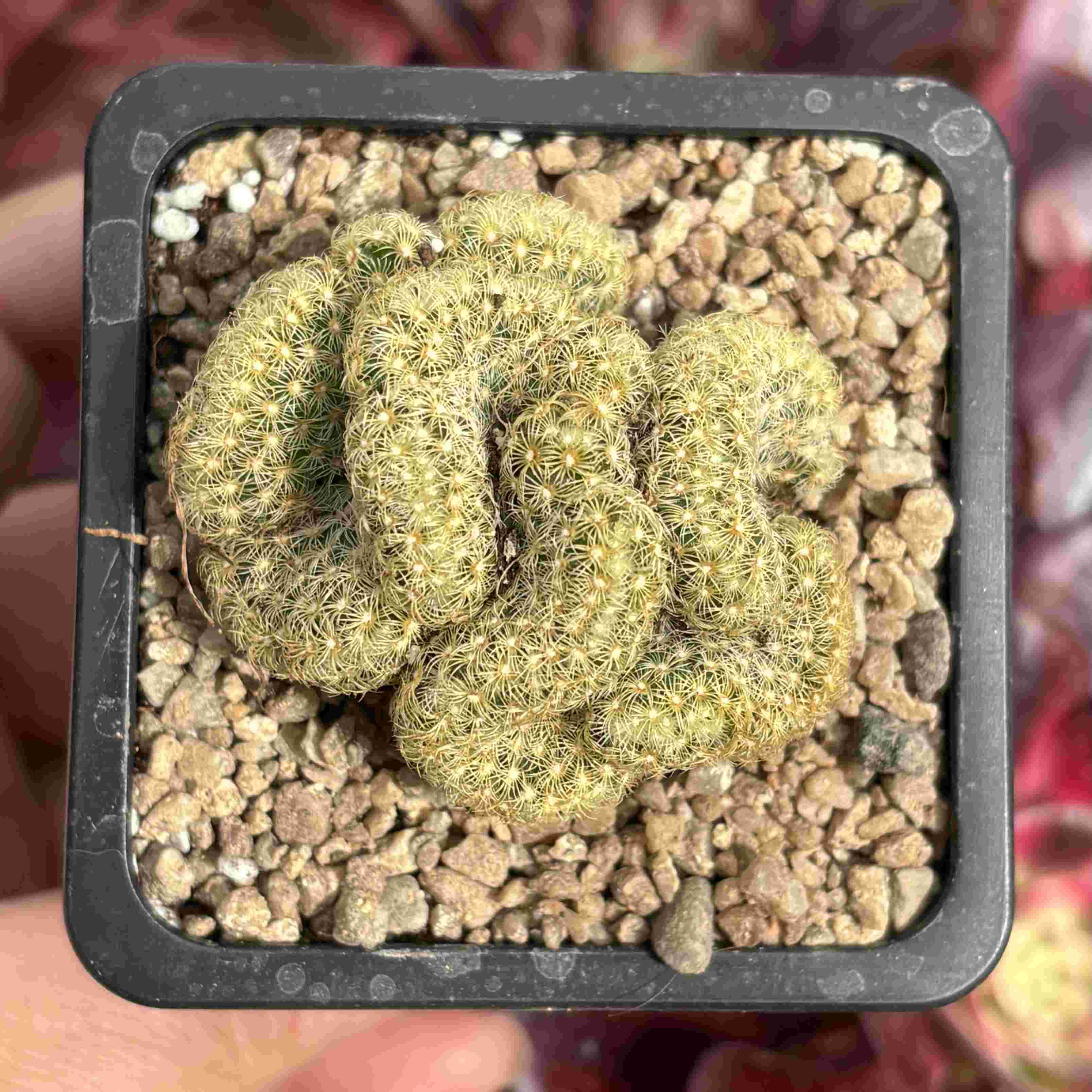 Mammillaria elongata cristata (Cactus Cerebro) – Cactus y Suculentas ...