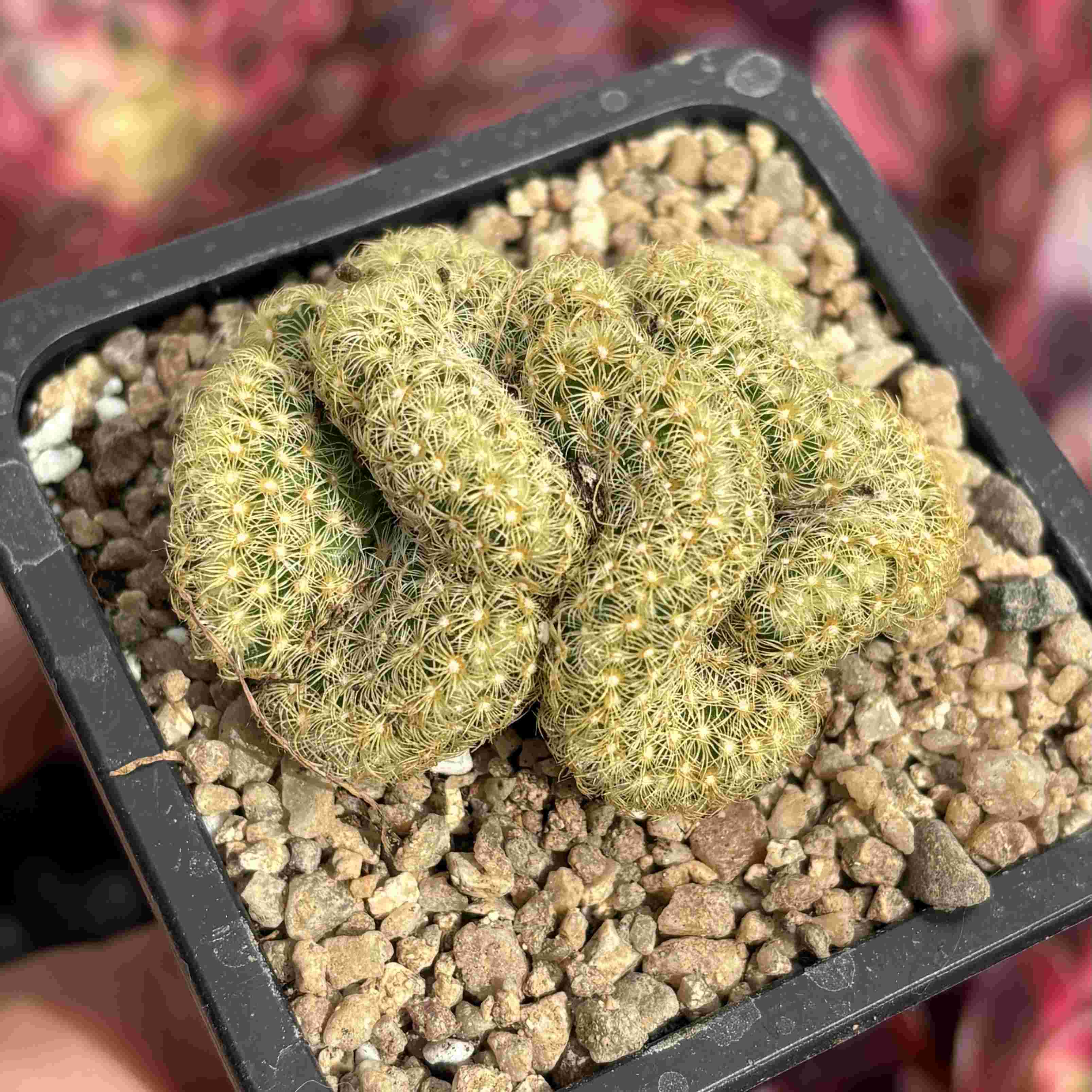 Mammillaria elongata cristata (Cactus Cerebro) – Cactus y Suculentas ...