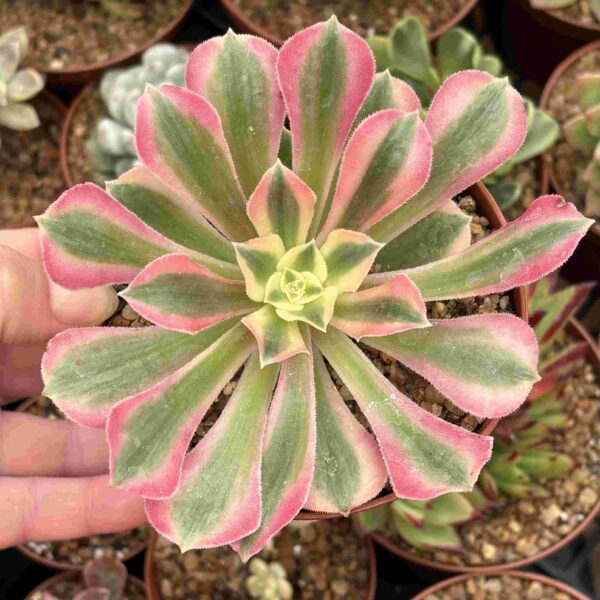 Aeonium Pink Witch – Cactus y Suculentas Boutique