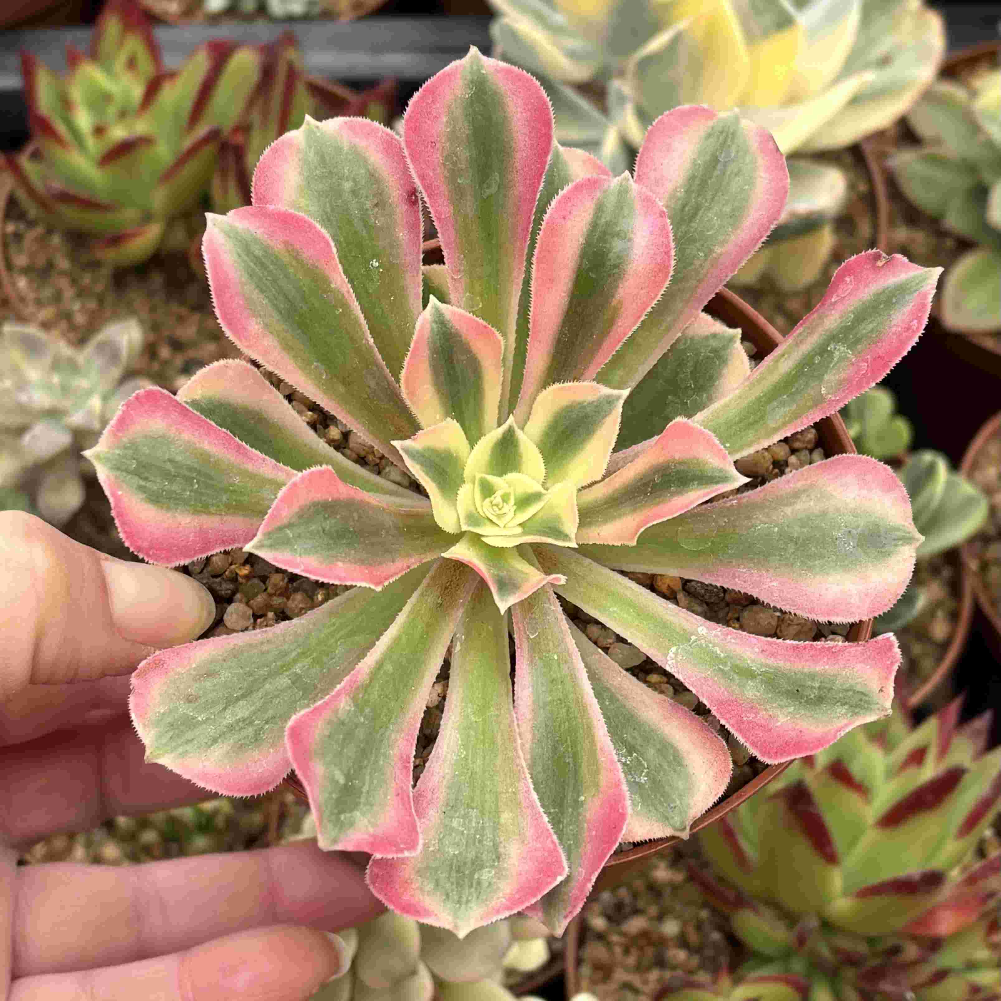 Aeonium Pink Witch – Cactus y Suculentas Boutique