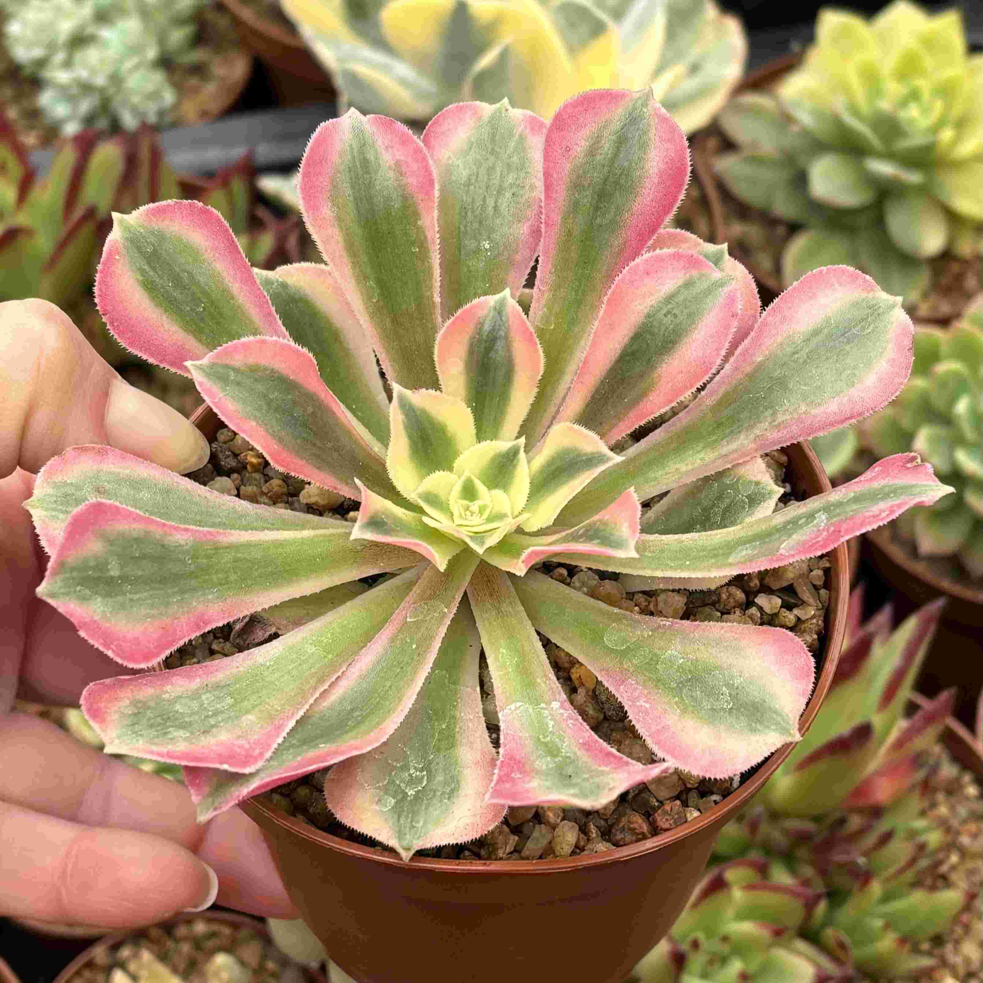 Aeonium Pink Witch – Cactus y Suculentas Boutique